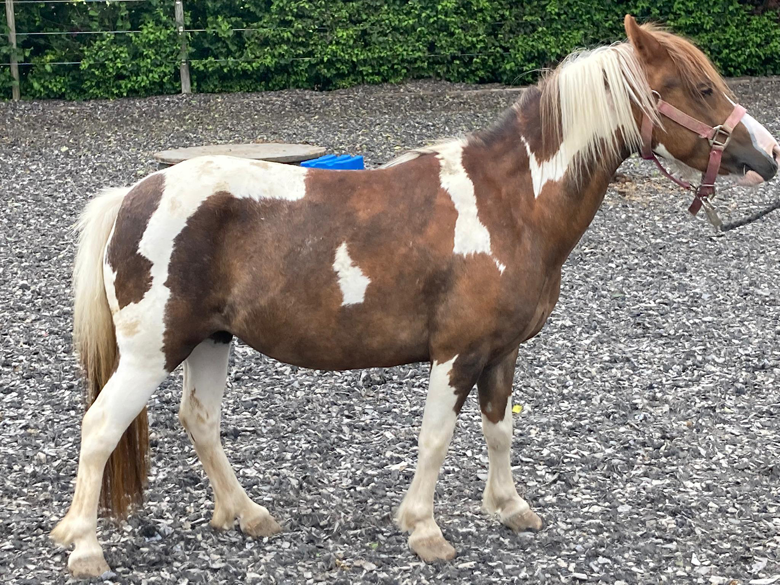 Verkauf Ponys - Pony und Pferdehof