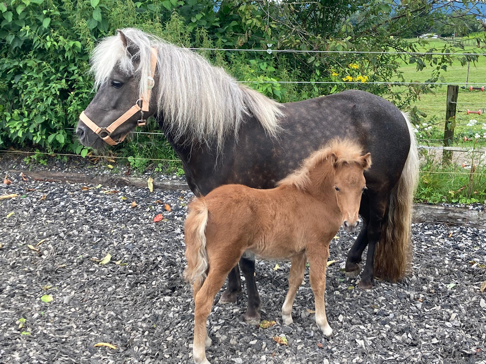 Verkauf Ponys - Pony und Pferdehof