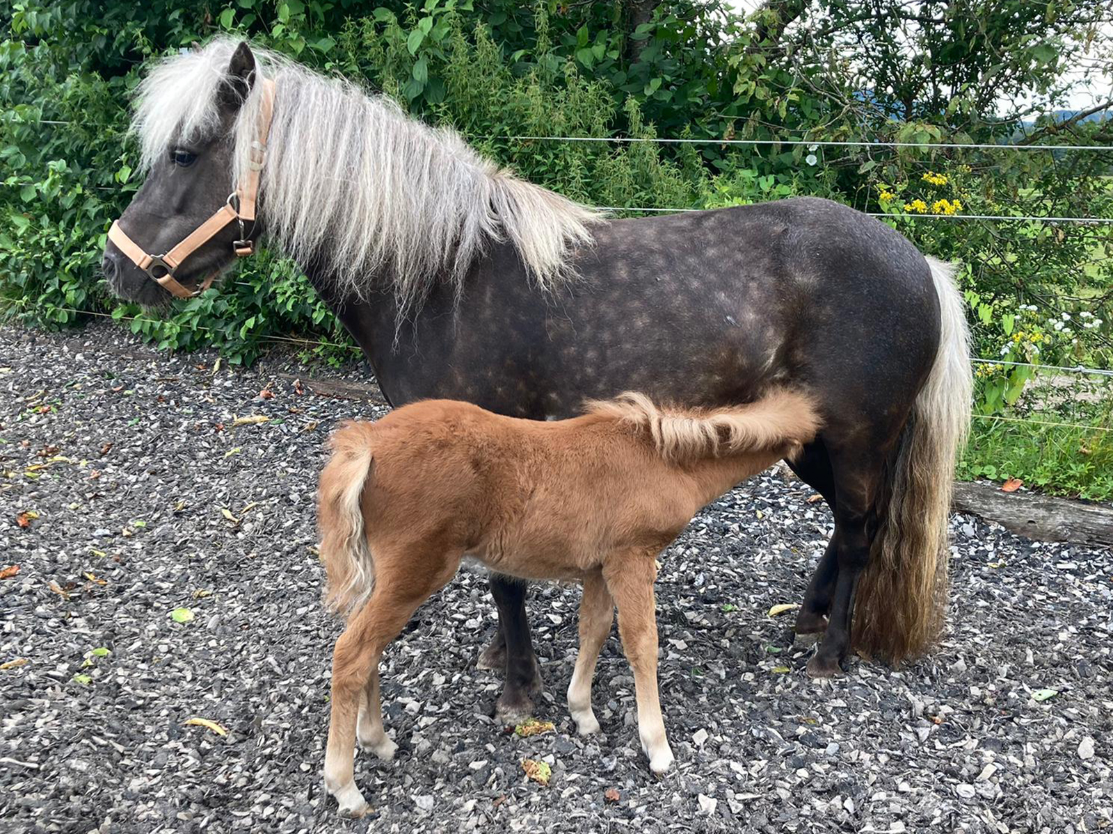 Verkauf Ponys - Pony und Pferdehof